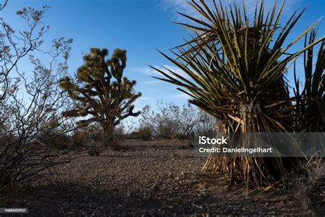 이 사진은 사막 풍경 속에 우뚝 서 있는 고독한 조슈아 나무를 담고 있습니다 뾰족하고 뒤틀린 나뭇가지가 맑고 푸른 하늘을 배경으로 독특하고 눈에 띄는 실루엣을 만듭니다 건조