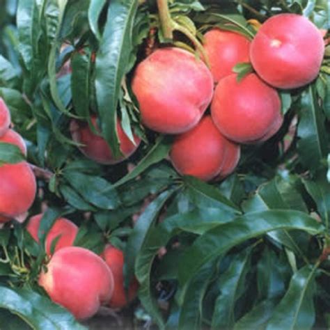 Super Dwarf Peach Valley Red Trees Fruit And Nut