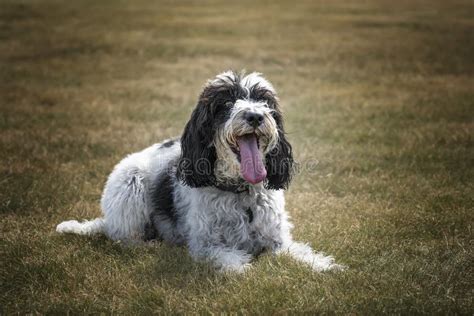 Black And White Cockapoo Laying Down In A Field Stock Image Image Of Playing Cross 264000523