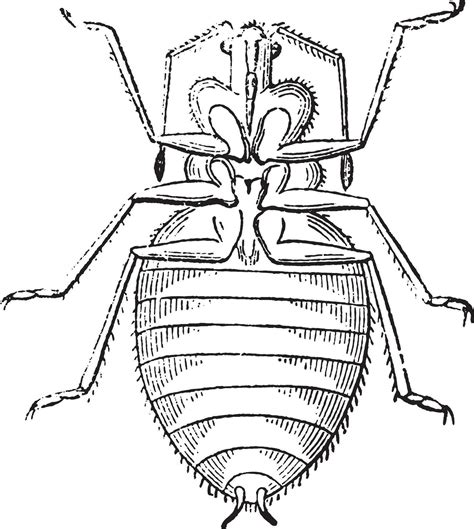 Shield Bug Vintage Engraving 34975868 Vector Art At Vecteezy