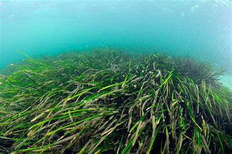 Dwarf Eel Grass Zostera Japonica Invasive Species Control