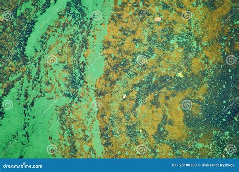 Green Algae On The Surface Of The Water Stock Image Image Of