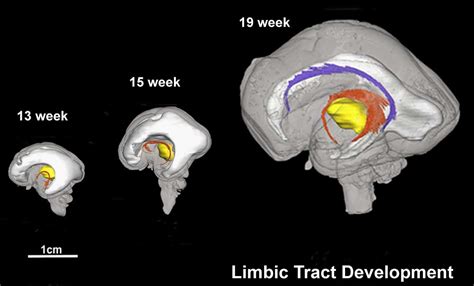 Neural Thalamus Development Embryology
