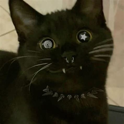 Cat Pfp 3 Cute Cats Grunge Pictures Cute Drawings