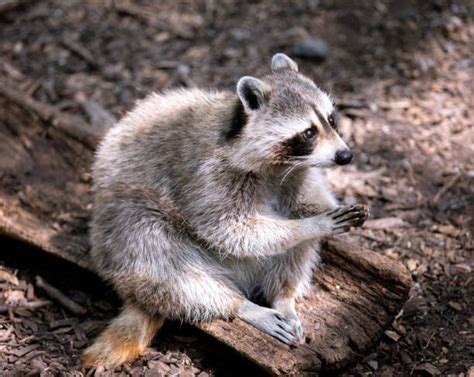 1 400 Raccoon Hands Fotos De Stock Imagens E Fotos Royalty Free Istock