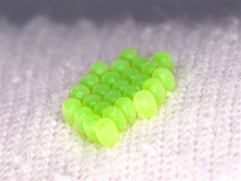 Macro Of Insect Eggs Green Shieldbug Stock Image Image Of Hanging Eggs 320044545