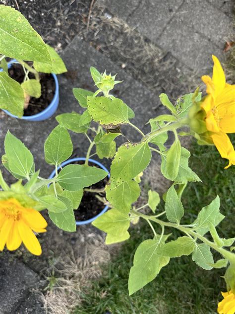 Sunflower Help Diagnosis Rplantclinic