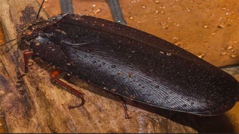 Giant Winged And Unbelievable Meet The Worlds Largest Cockroach And