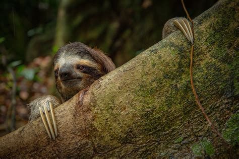 Why Three Toed Sloths Risk Their Lives To Help Moths National Geographic