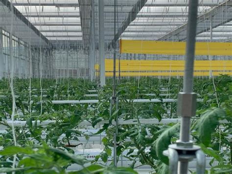 温室黄瓜有机生态型无土栽培技术 蔬菜园地 寿光市九合农业发展有限公司