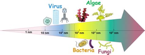 Microorganisms Have A Wide Range Of Structures Varying In Size From Download Scientific