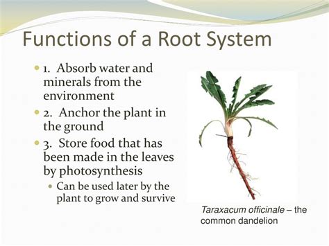 PPT Understanding Root Anatomy PowerPoint Presentation Free Download ID