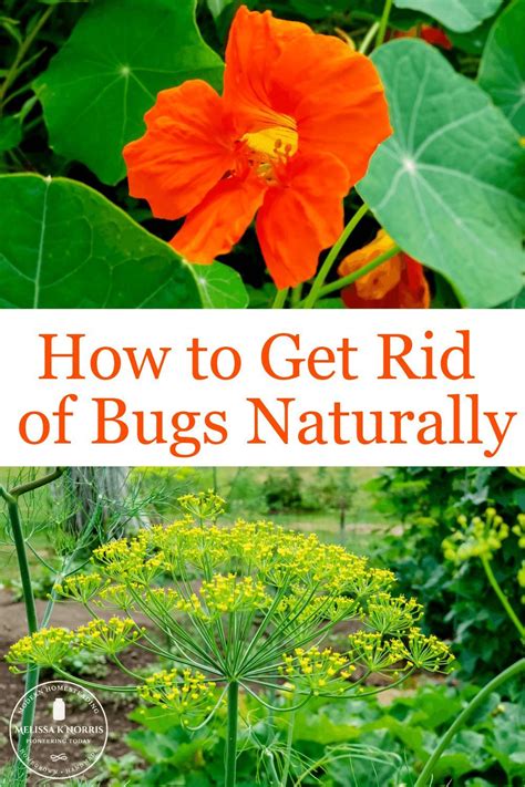 Organic Pest Control For The Garden Organic Pest Organic Pest