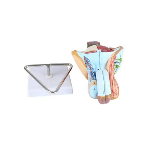 Male Genital Anatomy Model Bladder Slice Testis Model Internal And External Genitalia Bladder