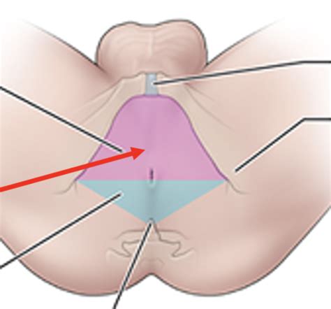 Objectives Flashcards Quizlet