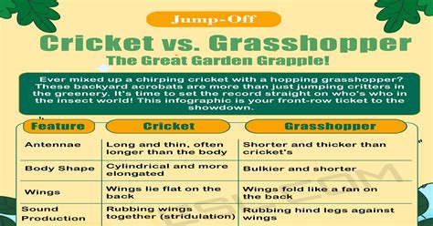 Cricket Vs Grasshopper Whats The Differences • 7esl