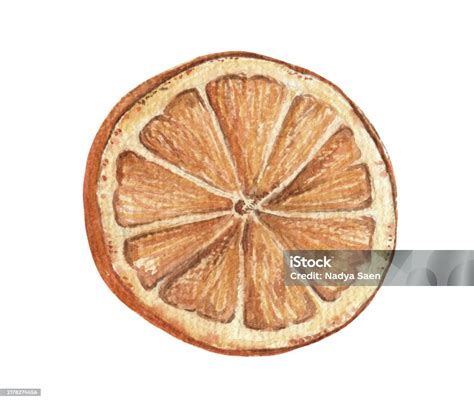 말린 오렌지 슬라이스 친환경 크리스마스 장식 손으로 그린 수채화 겨울 가정 장식의 그림입니다 전통 Xmas 그래픽과 인사말 카드 디자인에 대한 계절 고립 그림 12월에 대한