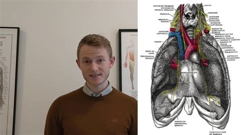 Phrenicus Nerven Youtube