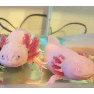 How To Sex An Axolotl A Step By Step Guide