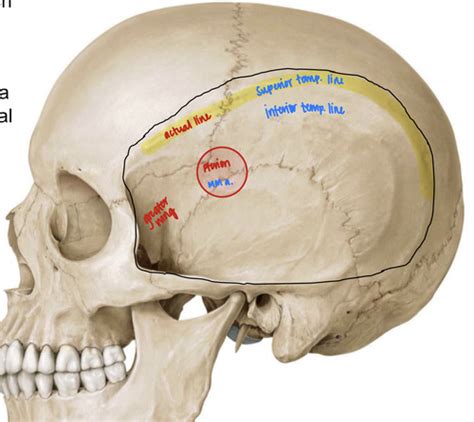 Infratemporal Fossa And Muscles Of Mastication Flashcards Quizlet