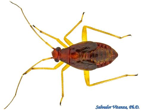 Hemiptera Heteroptera Miridae Ganocapsus Filiformis Plant Bugs Nymph A