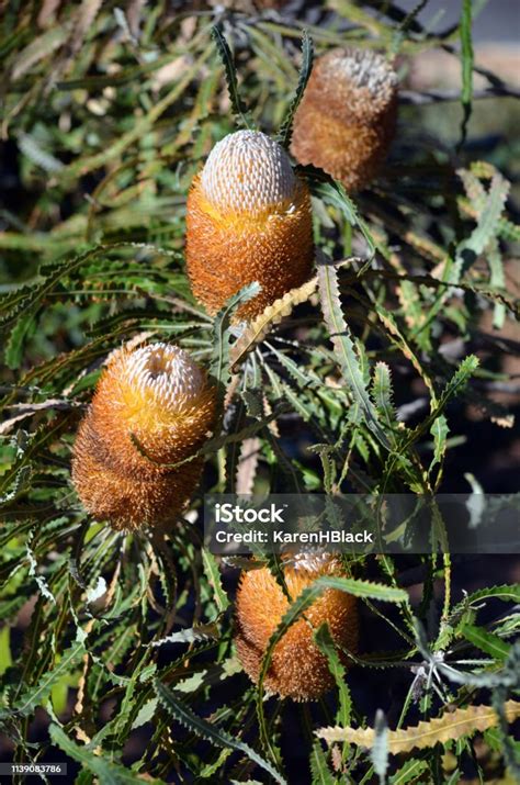 도토리 은행 Banksia Prionotes 가족 프로나무과의 특이 한 흰색과 주황색 꽃이 핌 서 호주 서쪽 해안의 원주민 0명에 대한 스톡 사진 및 기타 이미지 Istock