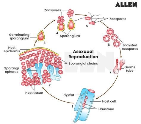 Life Cycle Of Albugo Classification Habitats Reproduction