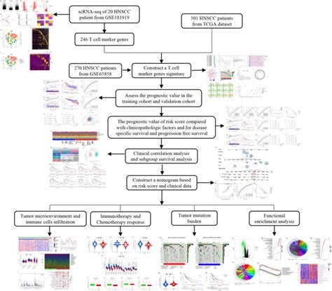 Identification And Validation Of A Novel Signature Based On T Cell Marker Genes To Predict