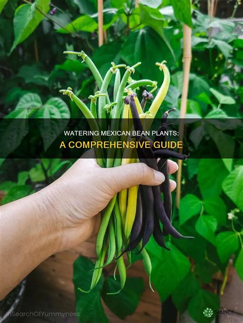 Watering Mexican Bean Plants A Comprehensive Guide Shuncy