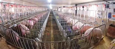 培养出高效的后备猪群这篇文章说出了核心 母猪 检测 笔者