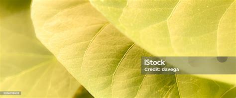 두 개의 겹치는 녹색 잎의 질감이 있는 표면과 정맥에 초점을 맞춘 매크로 이미지 프리미엄 현대 밝고 우아한 사진 배너 포스터 및 배경 무늬 디자인 0명에 대한 스톡 사진 및