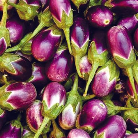 Brinjal Perfarmers Global