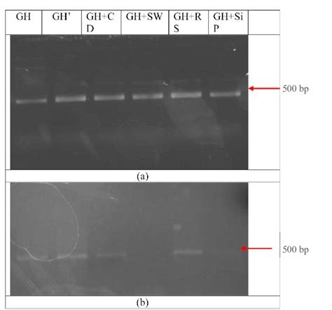 Genetic Diversities Of Methanotrophic Bacteria Type I A And Type Ii Download Scientific