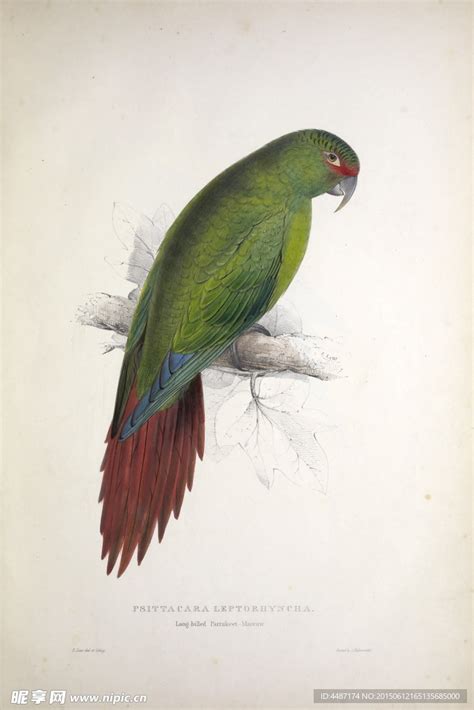 高清鸟类插画 手绘鹦鹉 装饰画设计图 鸟类 生物世界 设计图库 昵图网