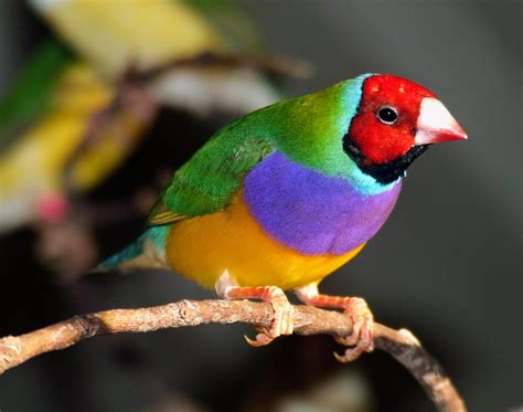 If Pathogens Wish To Spread Why Make Their Hosts Sick