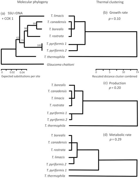 a comparison of molecular phylogeny and thermal clustering of the seven