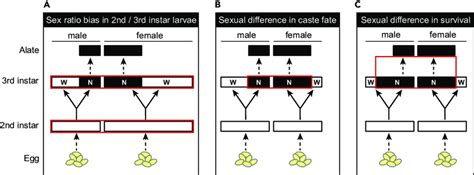 Three Potential Scenarios Explaining Sex Ratio Biases In Alates A C