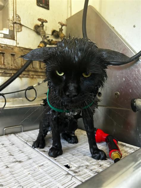 Mr Grumpy Pants R Mainecoons