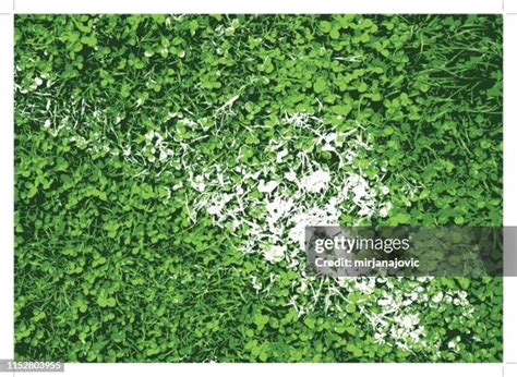 1 657 Map Grass Texture High Res Vector Graphics Getty Images