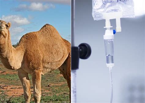 მსოფლიოს ახალი ვირუსი უტევს ჯანმო მოსახლეობას აქლემის გრიპის შესახებ აფრთხილებს