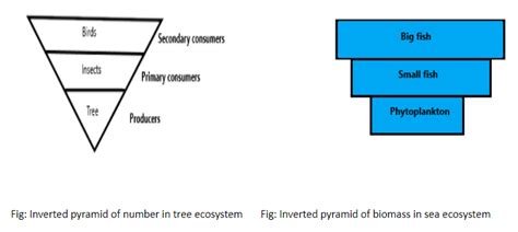 An Inverted Pyramid Of Number And An Inverted Pyramid Of Biomass Are