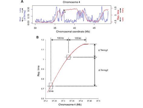 Investigation Of Dna Replication Dynamics In Human Lymphoblastoid Cells