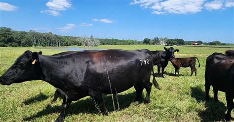 Eat Local This Mobile County Cattle Farm Offers Top Quality Meat And Relief For Alabama Farmers