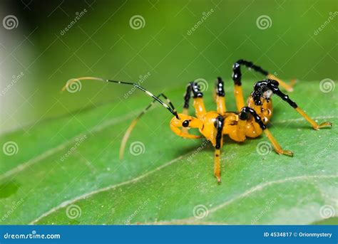 Yellow Assassin Bug Macro Stock Image Image Of Detail 4534817