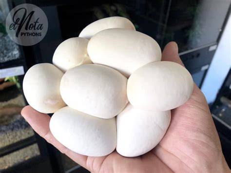 El Nota Pythons Puesta Perfecta Con 13 Huevos Fértiles 😃