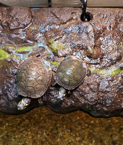 Size Questions For Red Ear Sliders Imgur