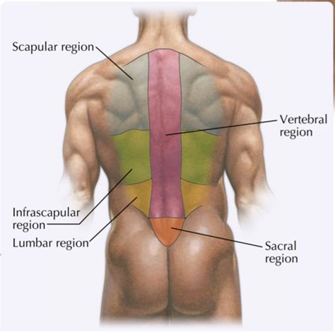 Unit 1 Anatomy Regions And Muscles Of Back Flashcards Quizlet