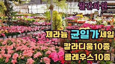 월간화원 🌳전화주문☎️010 4963 0054🌸제라늄 균일가 세일 🌸콜레우스 10종 🌸칼라디움10종 🌸뉴질랜드앵초 7종 🌸칼라데아 🌸산토소마 🌸왈리시 🌸바케리 🌳 Youtube