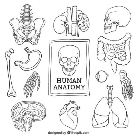 Free Human Anatomy Vector Illustration Medical Drawings