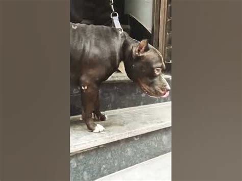 Pitbull Duniya Ka Sabse Khatarnak Dog Breed Youtube